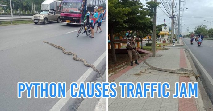 Python Crosses Road And Causes Jam During Rush Hour Traffic