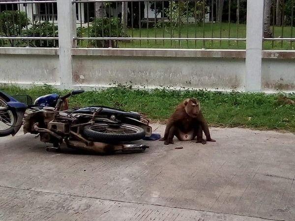 Monkey Attacks Owner After Accident, Ends Up Begging For Forgiveness