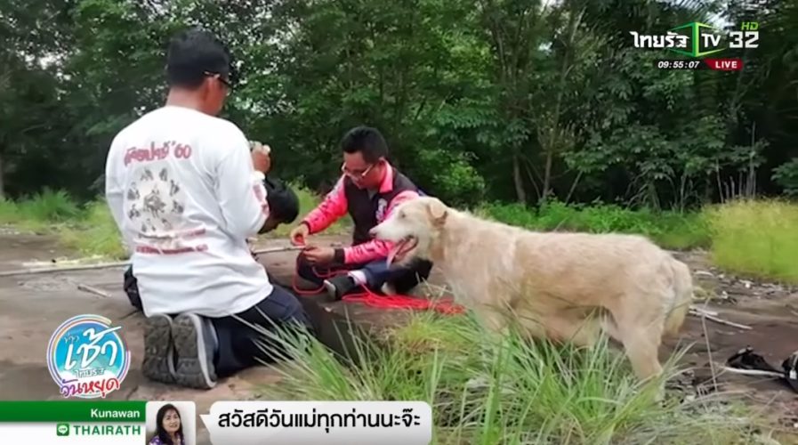 Puppies Reunite With Momma Dog On Mother's Day After Being Rescued