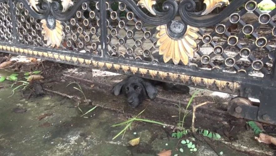 Noodle Sellers Help Free Puppy That Was Stuck Under Metal Gate