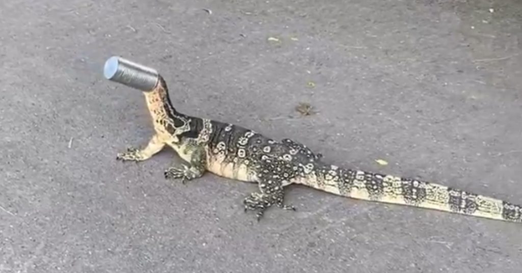 Monitor Lizard Rescued After Getting Can Stuck On His Head In Thailand