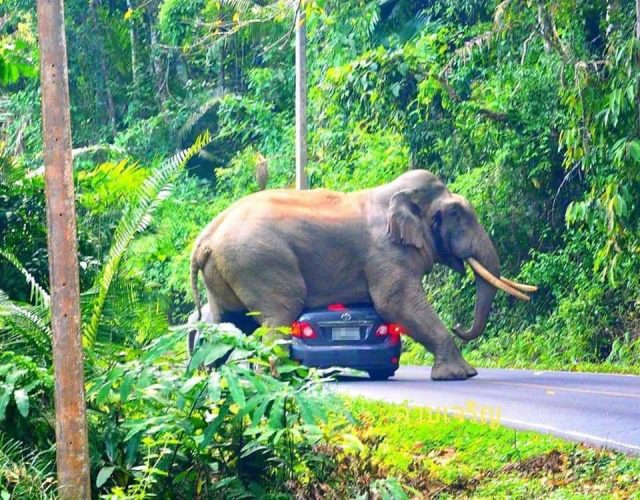 Elephant Climbs Over Car In Thailand, Driver Manages To Escape