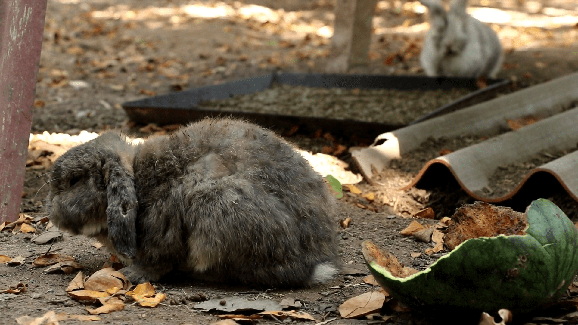 Thai Monk Transforms Unused Spirit Houses Into Homes For Rabbits