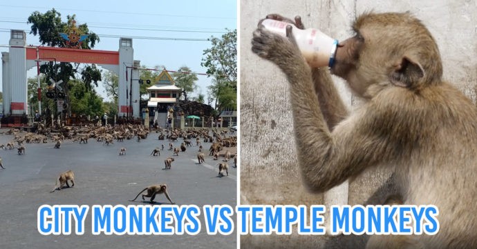 Rival Monkey Gangs Go Berserk And Fight Over Yogurt Drinks