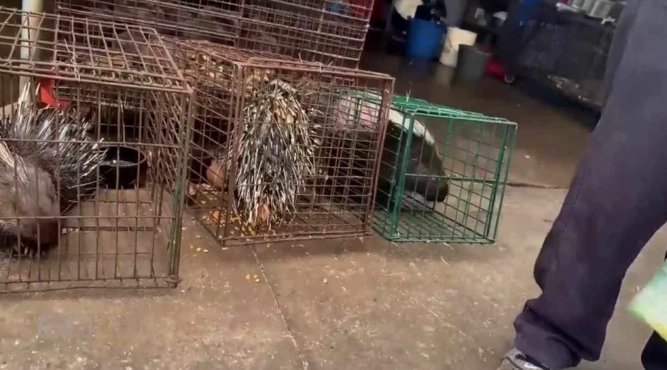 Chatuchak Market Sells "High Risk" Animals Amid Coronavirus Pandemic