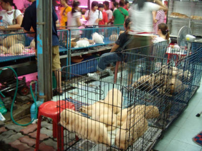 Chatuchak Market Sells "High Risk" Animals Amid Coronavirus Pandemic
