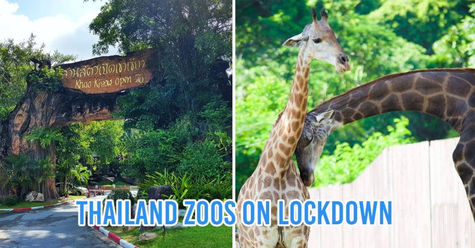 All Thai Zoos Instructed To Close For 2 Weeks In Response To COVID-19
