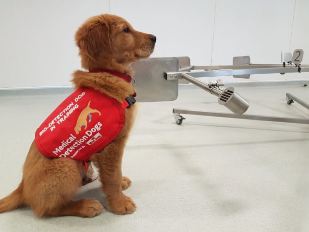 Medical Detection Dogs Being Trained To Sniff Out COVID-19 In The UK