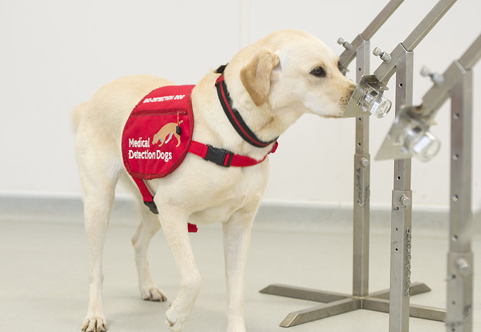 Medical Detection Dogs Being Trained To Sniff Out COVID-19 In The UK
