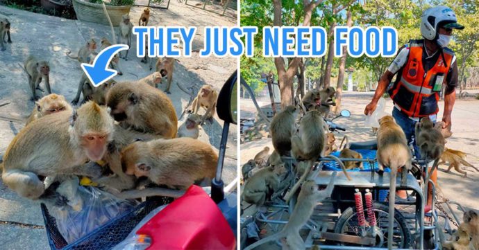 Local Monkeys Are Starving Due To No Feeding From Travellers