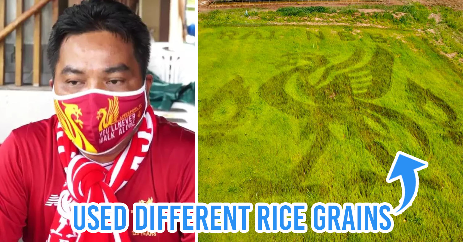 Thai Liverpool Fan Draws The Club's Logo On Rice Fields After PL Victory