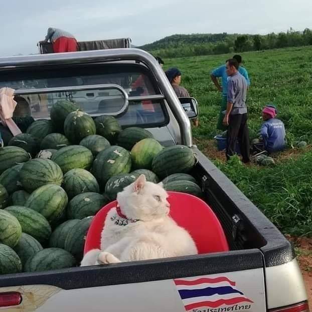 Thailand Has Its Own Grumpy Cat & His Job Is To Guard Watermelons