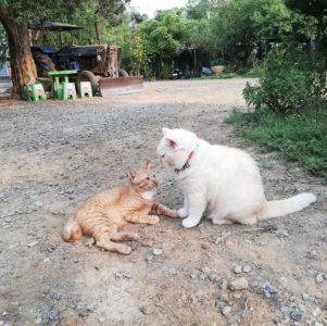 Thailand Has Its Own Grumpy Cat & His Job Is To Guard Watermelons