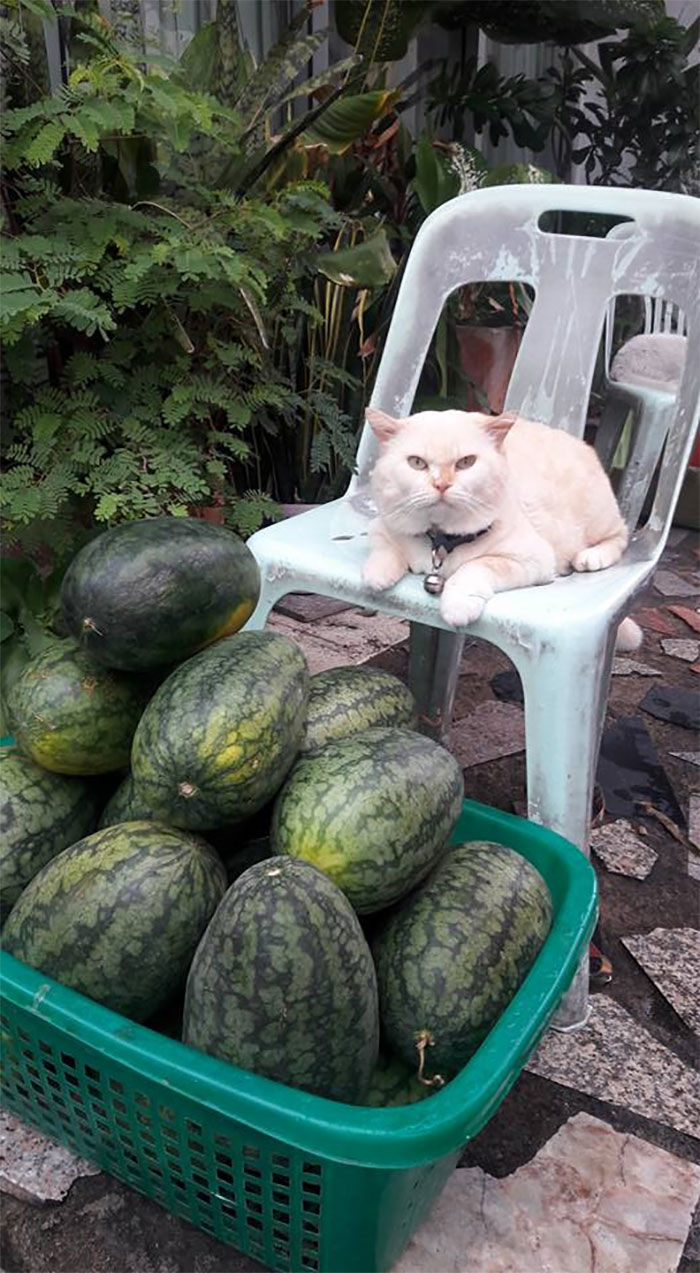 Thailand Has Its Own Grumpy Cat & His Job Is To Guard Watermelons