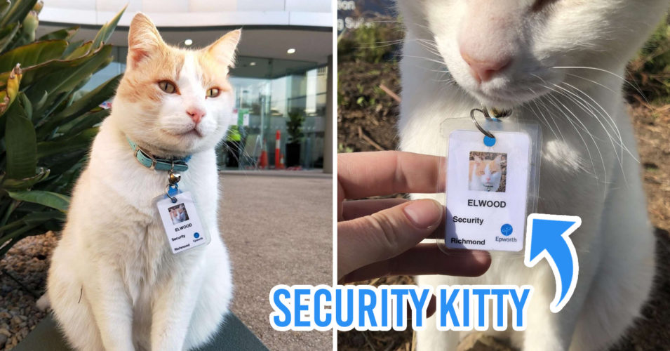 Stray Cat Snags Job As Security Guard At Aussie Hospital