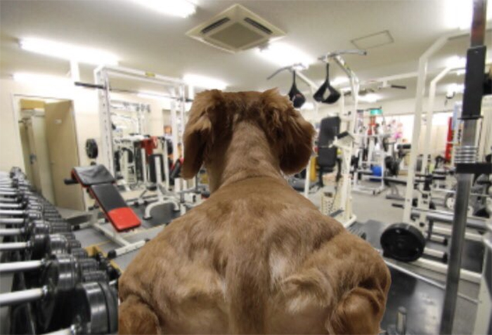 A Photo Of This Buff AF Dog Went Viral And People Are Heckin’ Confused