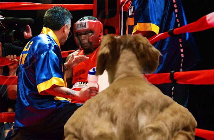 A Photo Of This Buff AF Dog Went Viral And People Are Heckin’ Confused