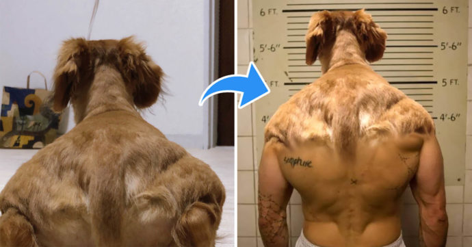 A Photo Of This Buff AF Dog Went Viral And People Are Heckin’ Confused