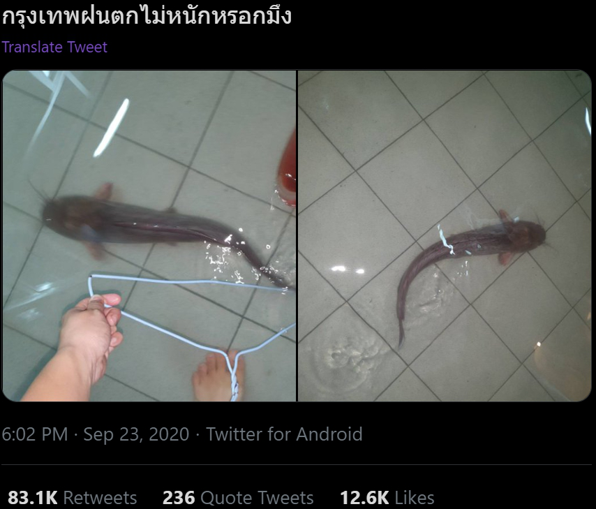 Fish Starts Swimming In House After Bangkok Hit With Flood
