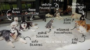 14 Adorable Pet Cafes In Bangkok - Corgis, Rabbits, Rare Pets