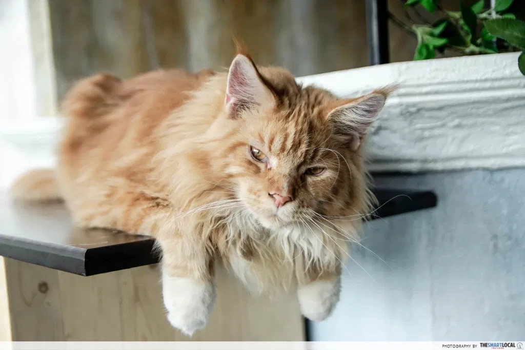 7 Adorable Pet Cafes In Bangkok - Corgis, Rabbits, Rare Pets