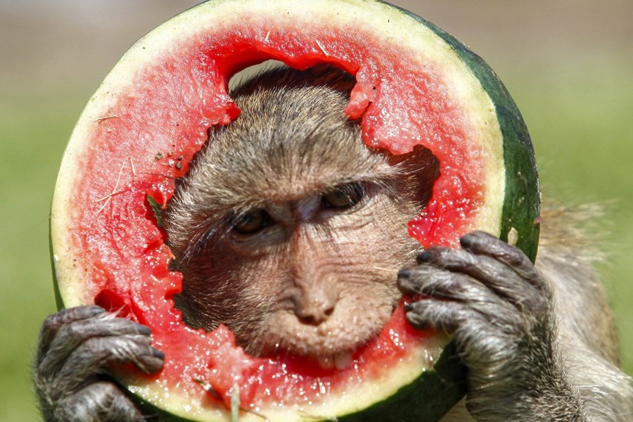 Lopburi To Host 'Monkey Buffet Festival' On 29th November