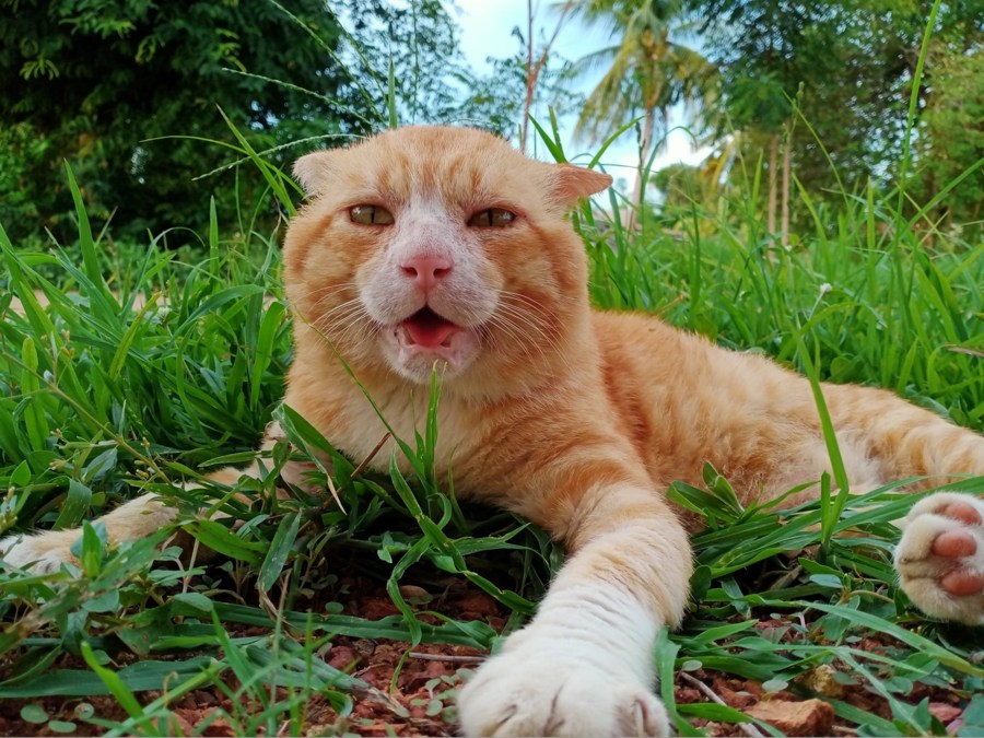 Needy Cat Needs Owner To Carry It Home Every Time It Wanders Outside
