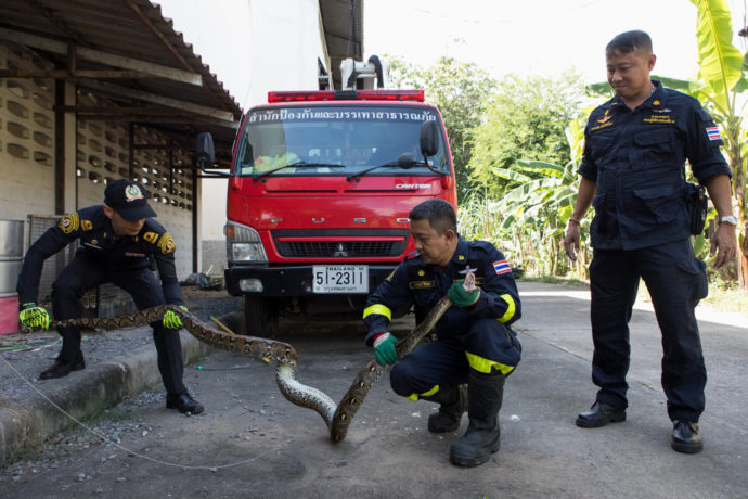 Huge Python Surprises Thai Man From Bathroom Ceiling