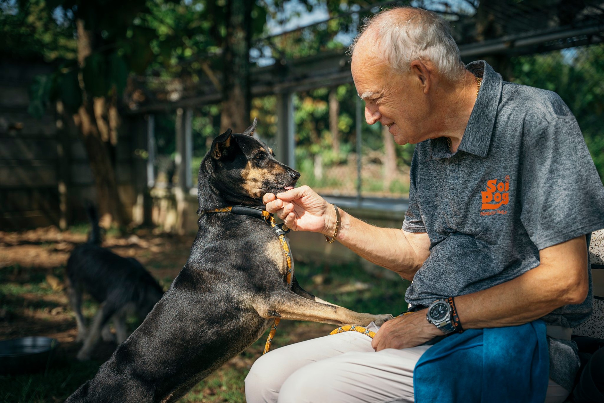 Soi Dog Foundation Rescued Half A Million Stray Cats & Dogs