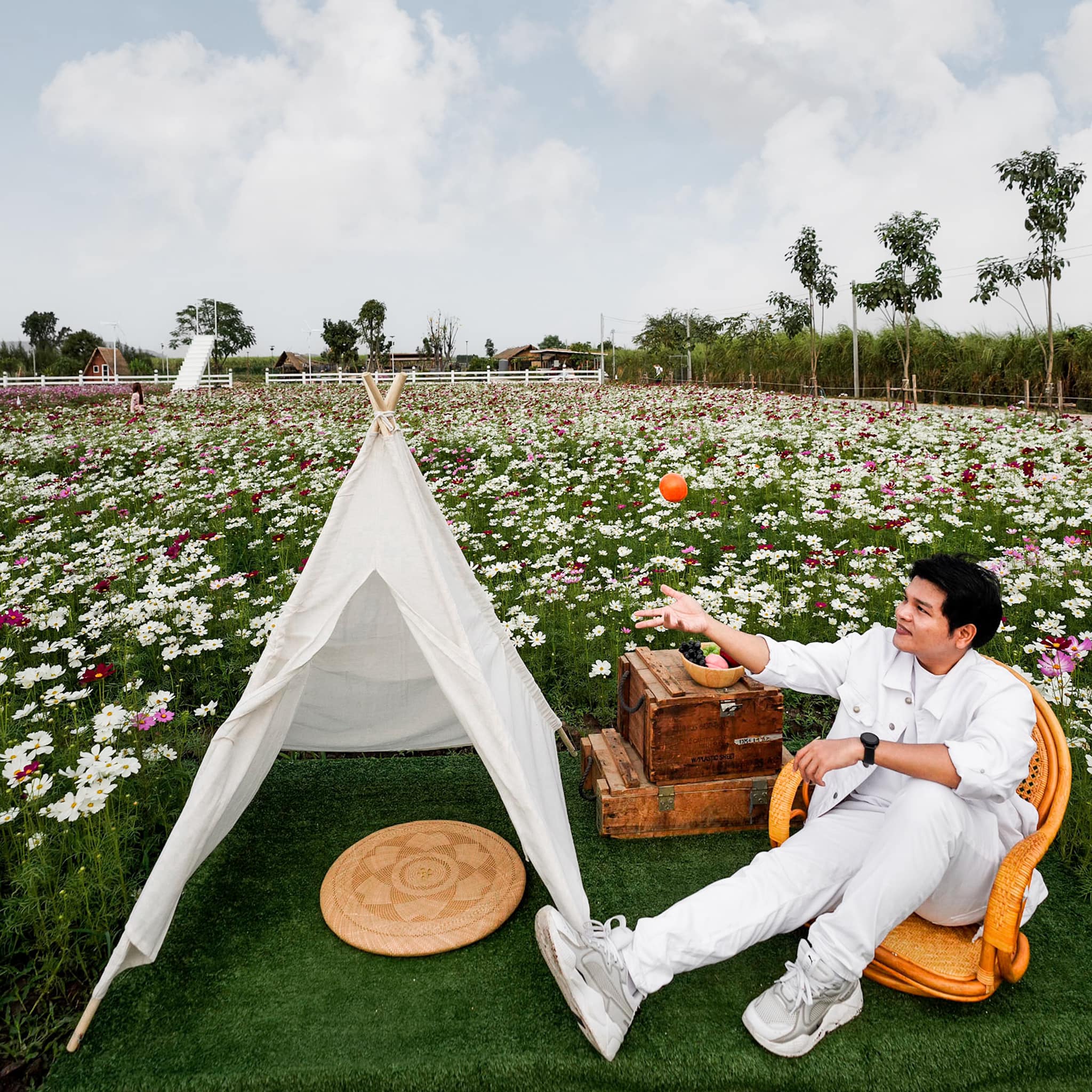 Baan Rai Nai Rung’s Dreamy Cosmos Flower Field Is 2 Acres