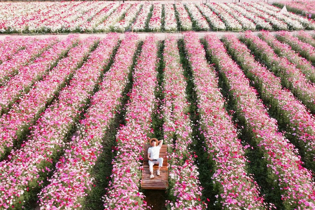 Baan Rai Nai Rung’s Dreamy Cosmos Flower Field Is 2 Acres