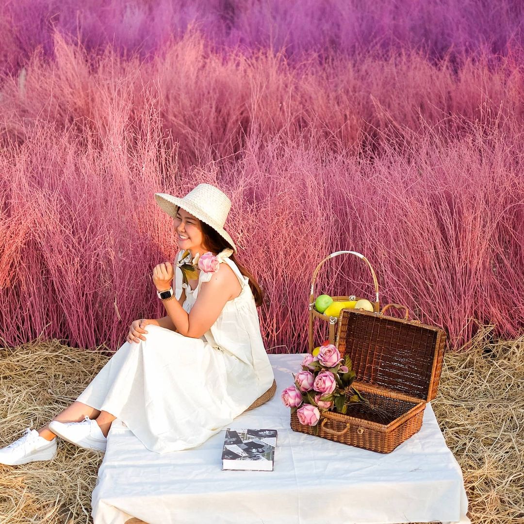 Baan Rai Nai Rung’s Dreamy Cosmos Flower Field Is 2 Acres