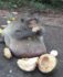 Monkey In Thailand Undergoes Weight Loss Program Due To Obesity