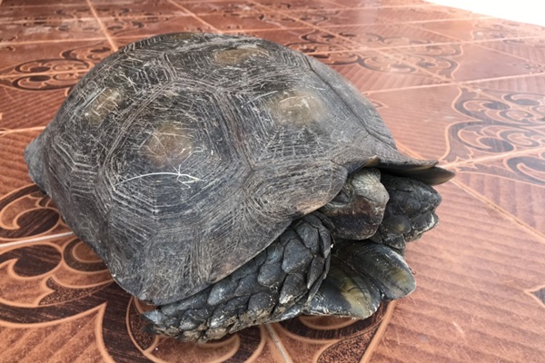 Thai Couple Saved A Rare Six Legged Turtle From Becoming A Meal
