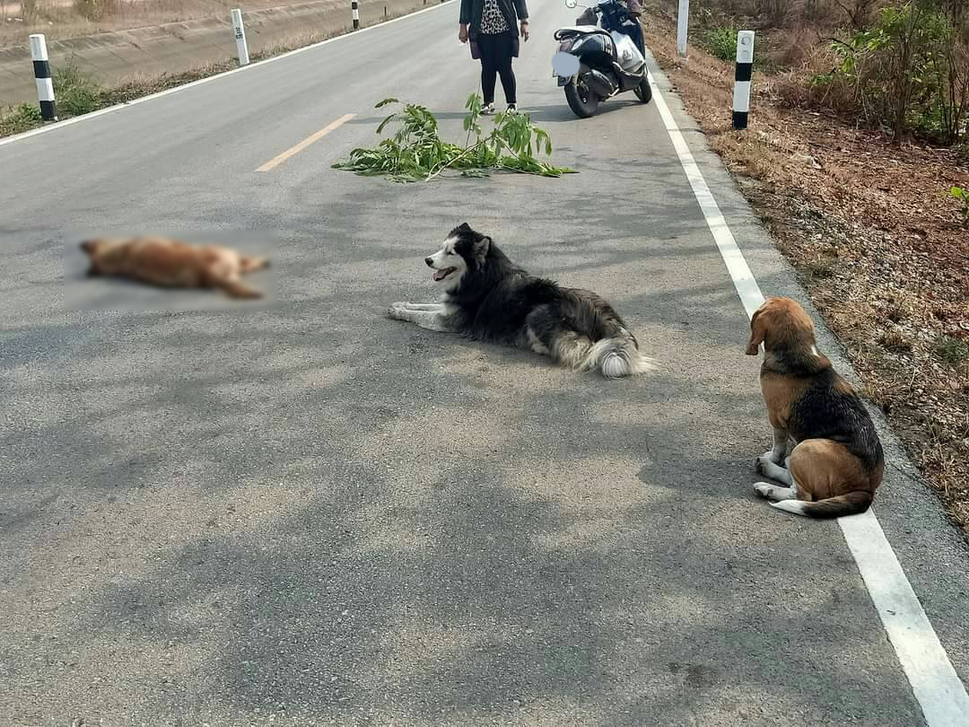 Beagle and Siberian Husky Guarded Their Friend That Was Hit By A Car