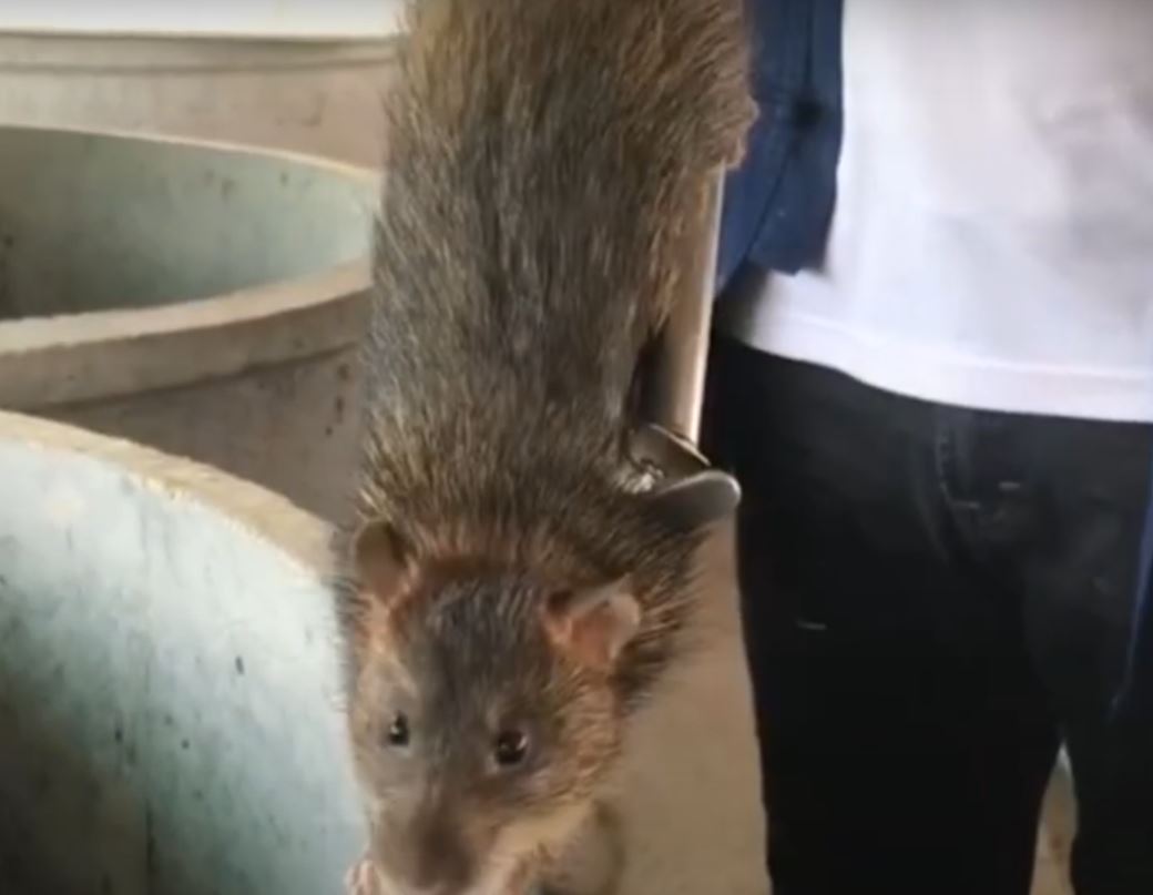 Thai Rat Breeder Makes ~$1,400 A Month Buying & Selling Rats To Locals