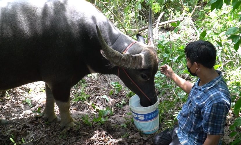 Man Reunites With Stolen Smiling Buffalo, Recognized His Trademark Grin