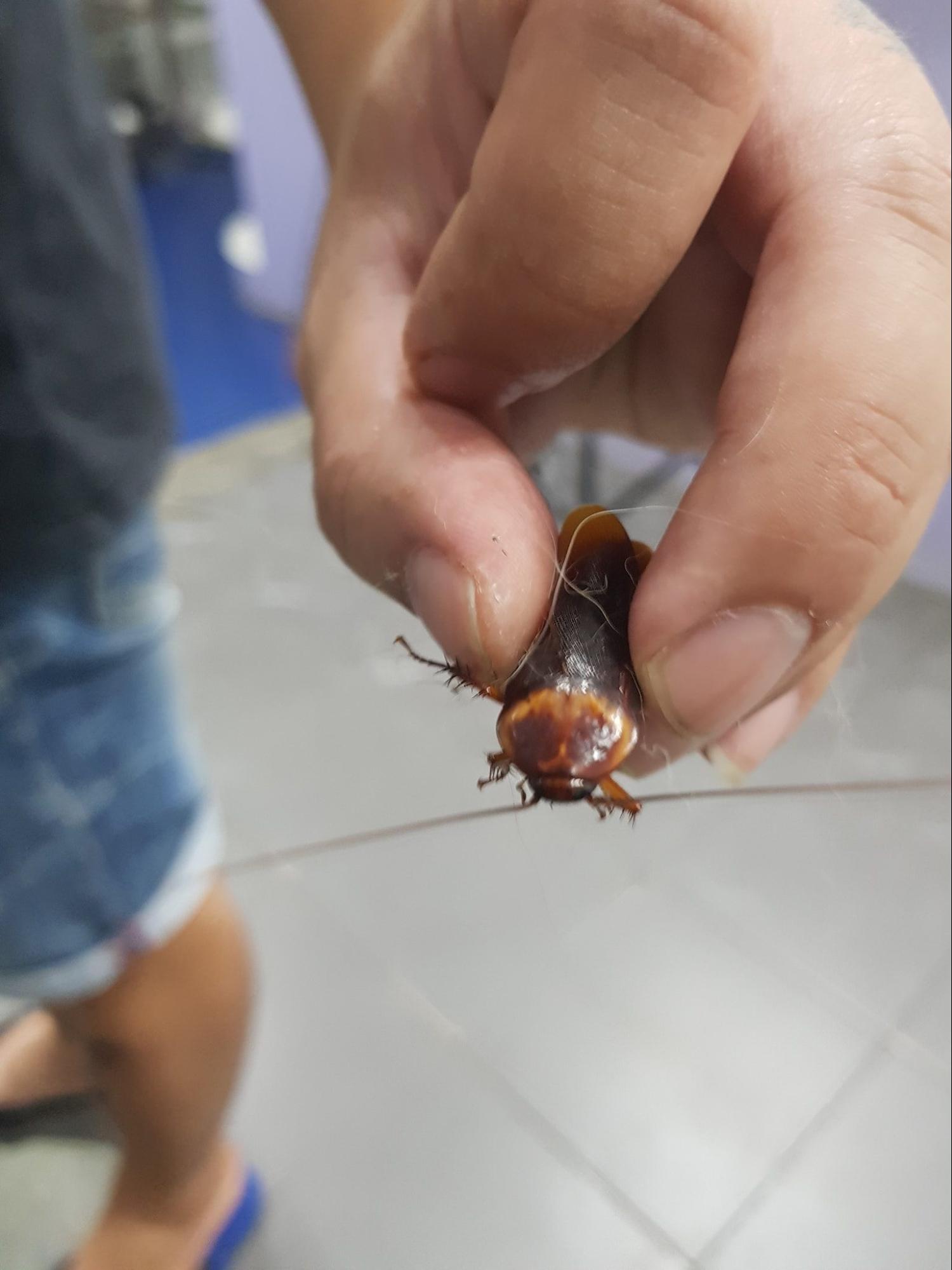 Thai Vet Revives An Injured Cockroach, Oxygen Chamber Used In Rescue