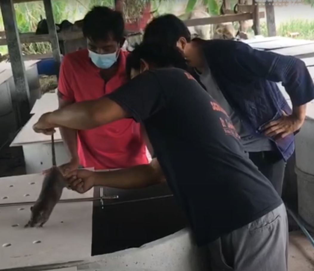 Thai Rat Breeder Makes ~$1,400 A Month Buying & Selling Rats To Locals