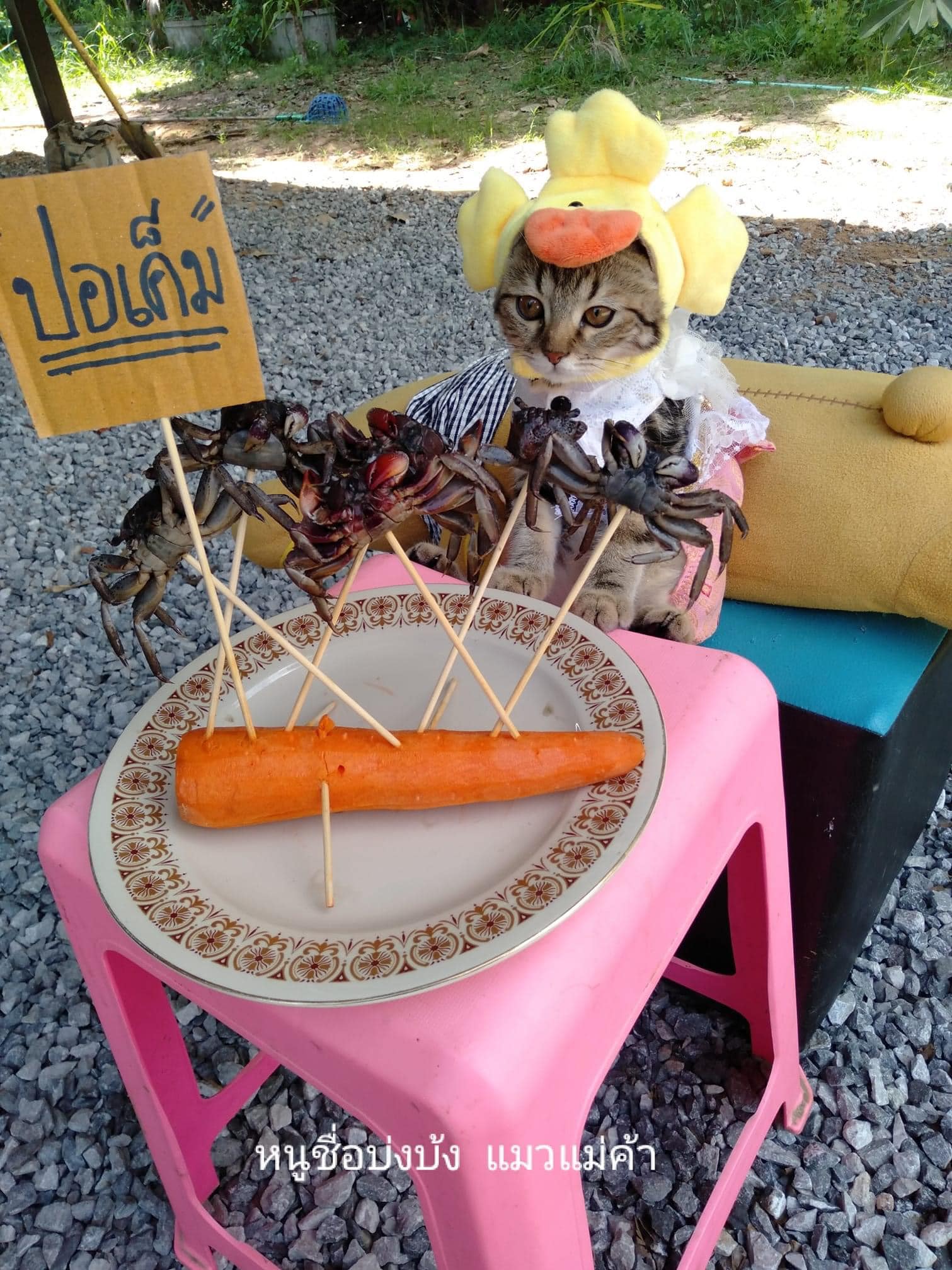 Bong Bong The Cat Sells Street Food In Cute Costumes & Goes Viral