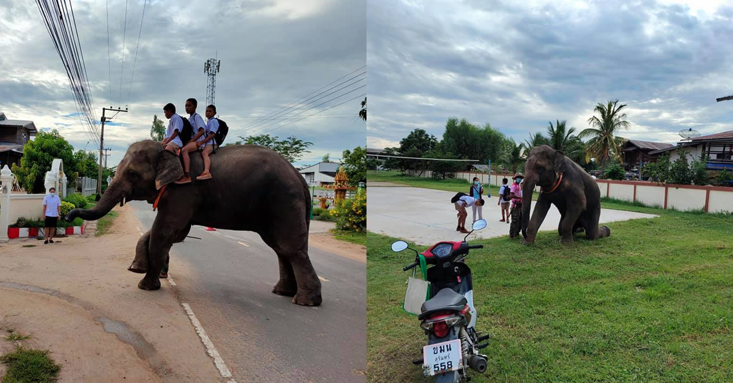 Thai Boys Ride An Elephant To School In Surin Instead Of A Bus
