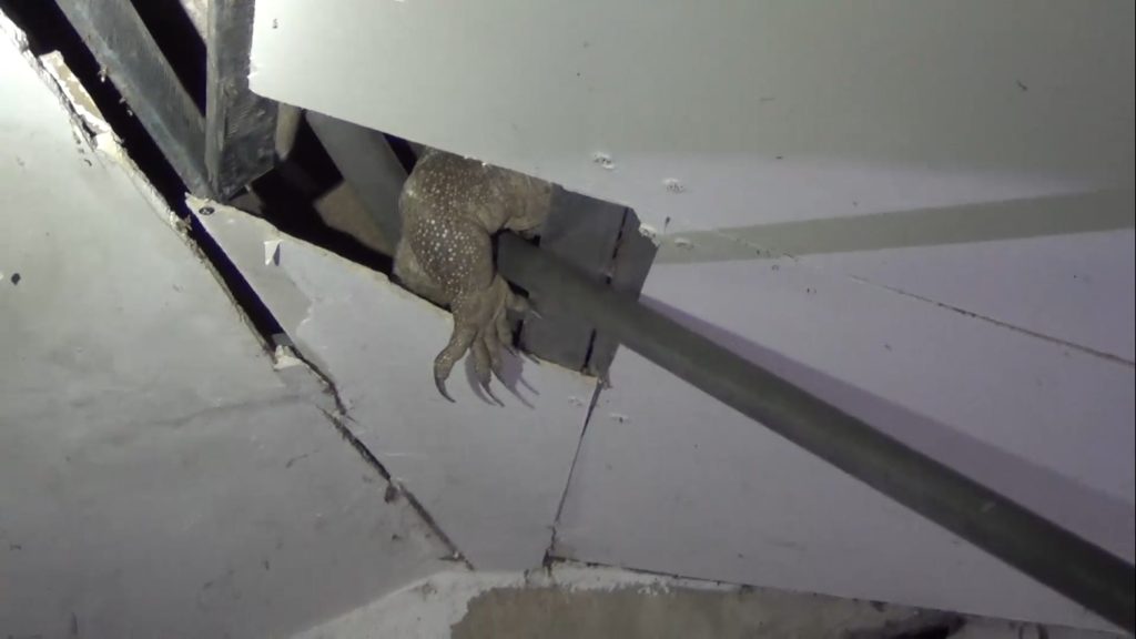 Monitor Lizards Live In Kitchen's Ceiling, Mate All Day & Put Holes In Roof