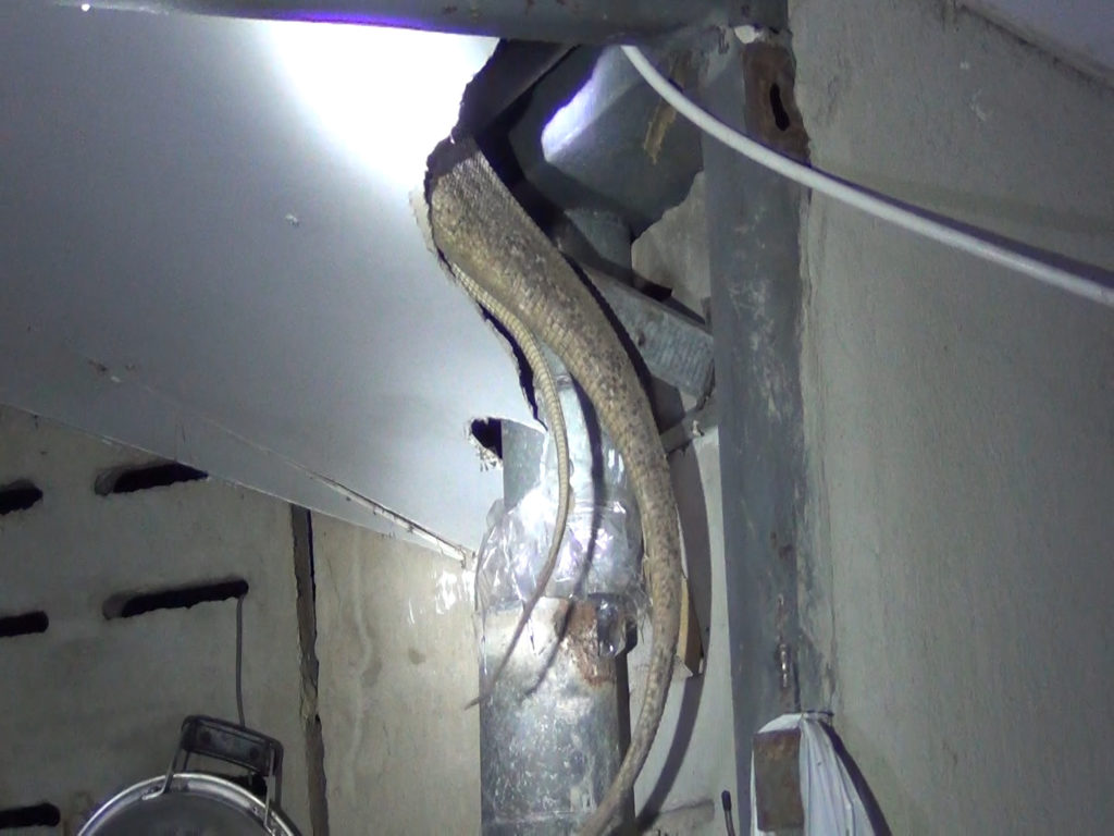 Monitor Lizards Live In Kitchen's Ceiling, Mate All Day & Put Holes In Roof