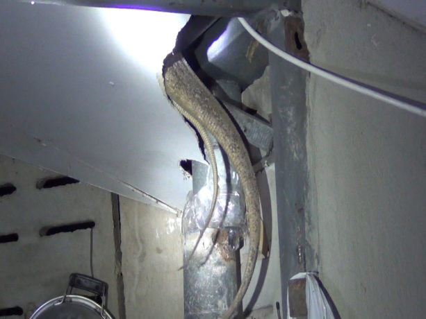 Monitor Lizards Live In Kitchen's Ceiling, Mate All Day & Put Holes In Roof