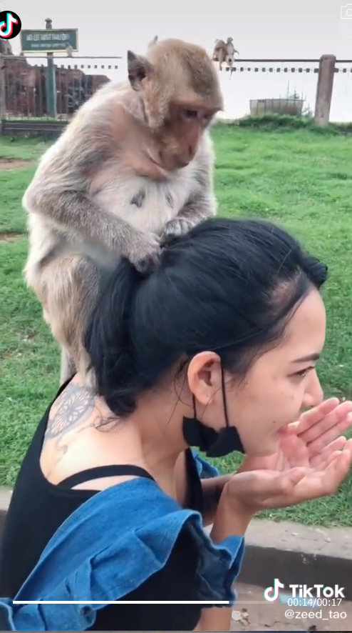 Caring Monkey Grooms Tourist’s Hair In Lopburi