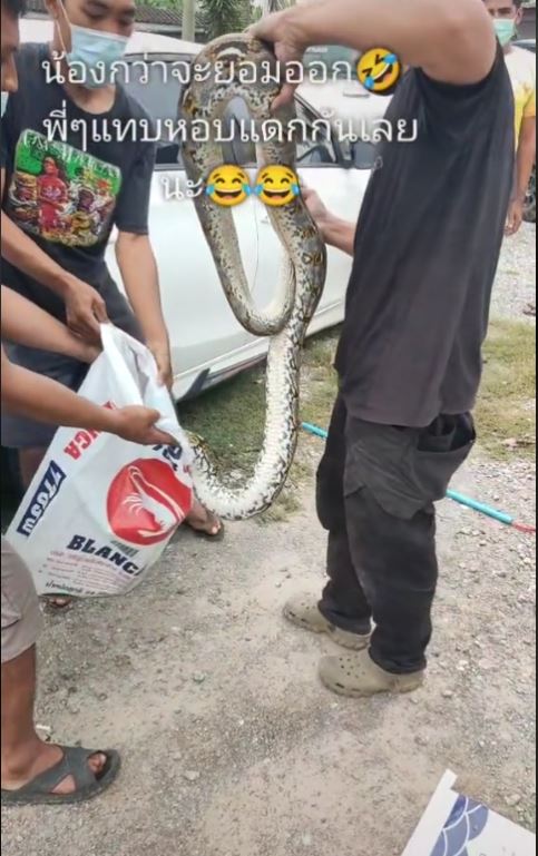 Giant Snake Caught Hiding In Car Console, Serpent Catcher Exhausted