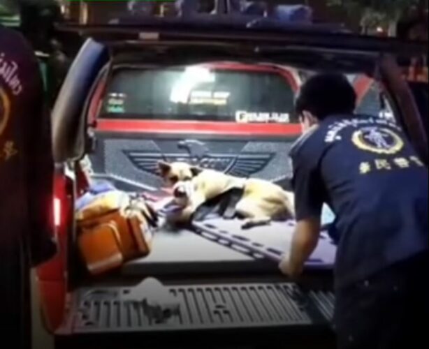 Rescuers Carries Injured Dog Off Bangkok's 7-Eleven On A Stretcher