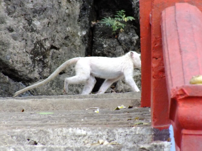 Rare Monkey With Albinism Worth ~฿1M Spotted In Thailand