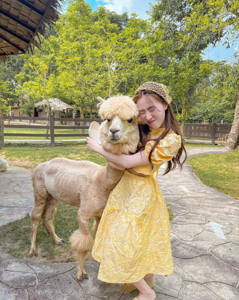 Alpaca Hill Is An Alpaca Farm With New Zealand Vibes 3H From Bangkok