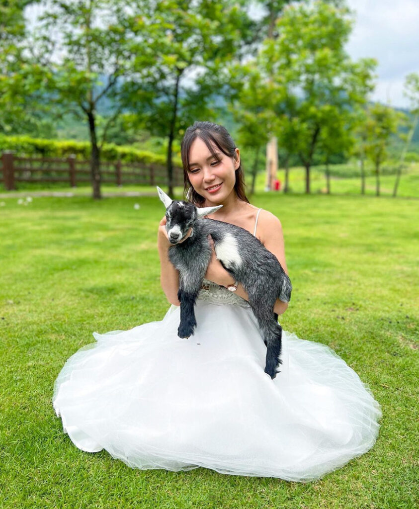 Alpaca Hill Is An Alpaca Farm With New Zealand Vibes 3H From Bangkok